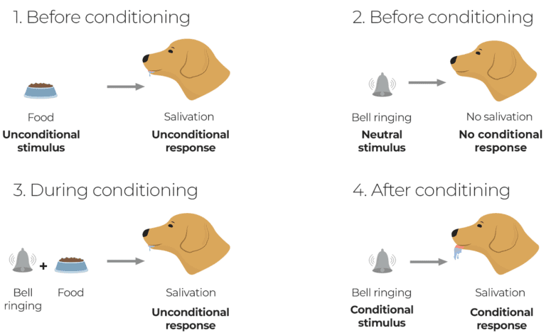 Πειράματα Pavlov: κλασική εξαρτημένη μάθηση | Ψυχολογία